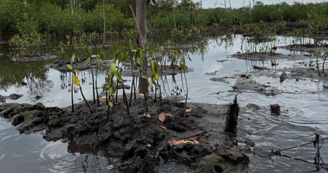 Cardique lidera restauración ecológica de 60 hectáreas de manglar en la ...